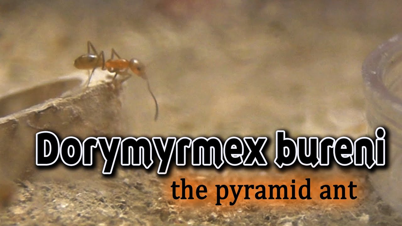 My Colony of Pyramid Ants - Dorymyrmex bureni - YouTube