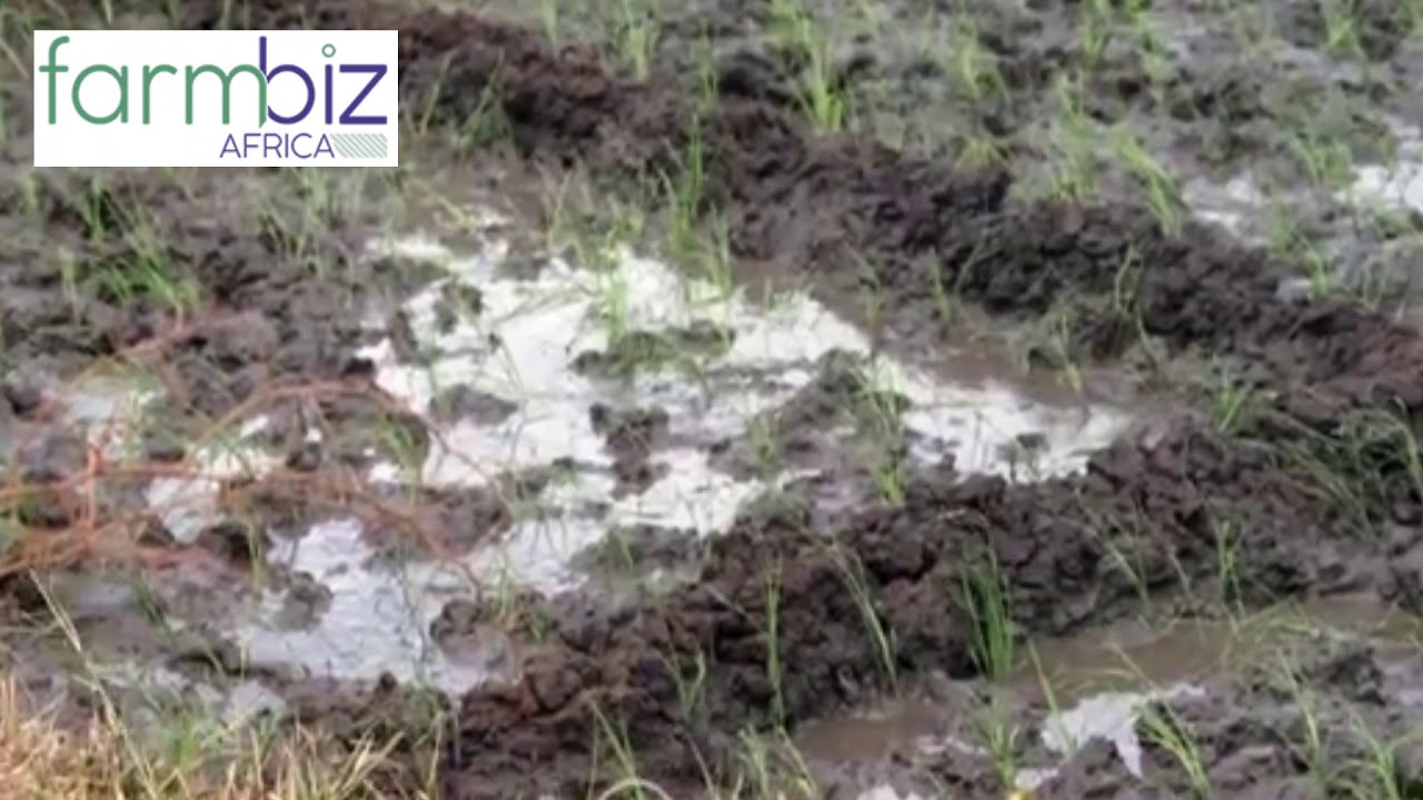 Irrigation board launches rice scheme to double yields. - YouTube