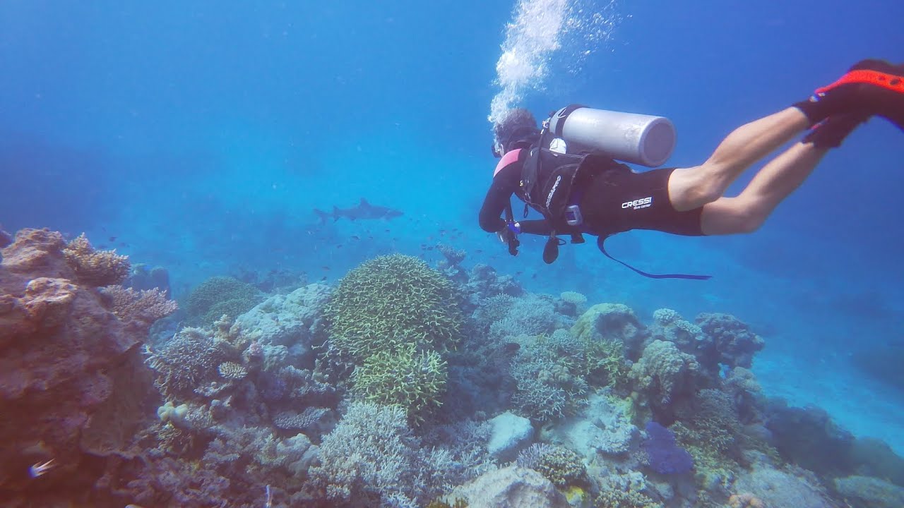 Scuba Diving at Norman Reef on the Great Barrier Reef September 2022 ...