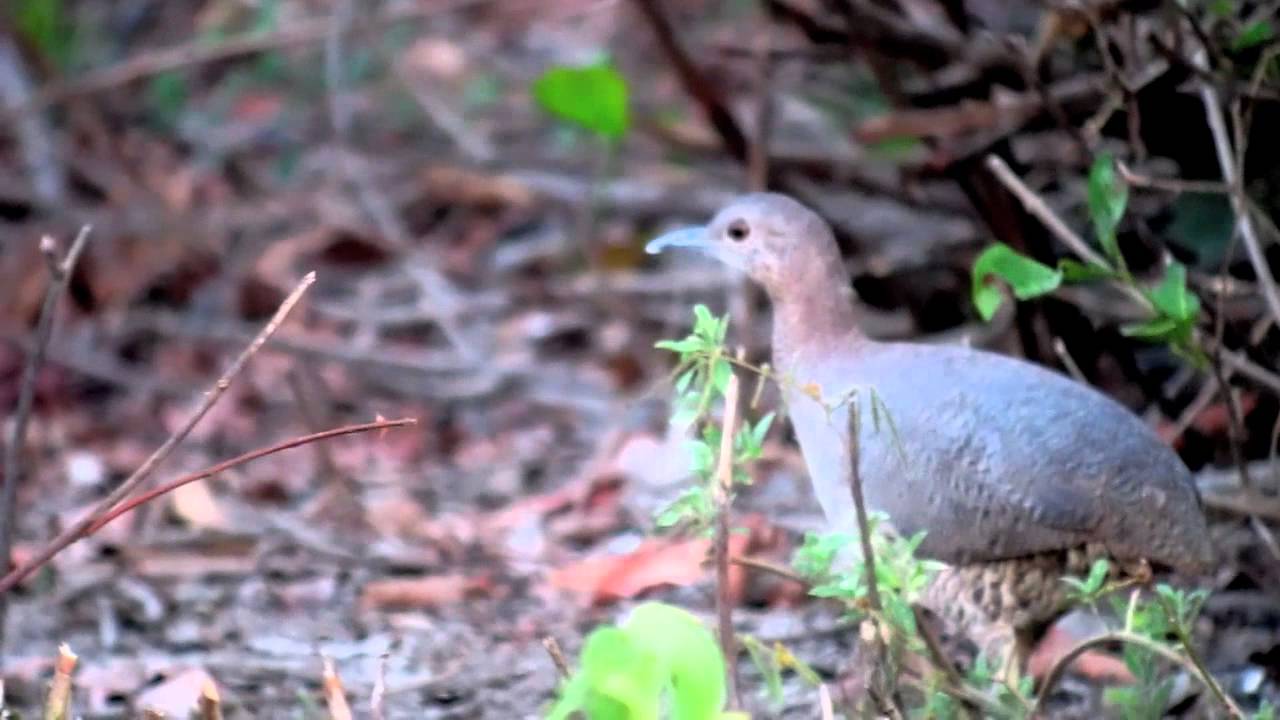 22.9.13 Tinamou vermiculé (Crypturellus undulatus adspersus, Undulated ...