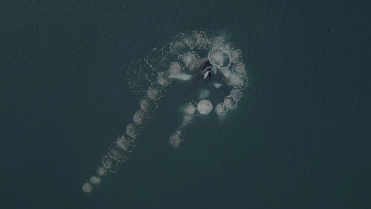 Our Planet (2019) Episode 2 Clip | Netflix | 4k - YouTube