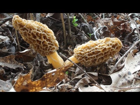 2019 Georgia Morel Mushroom Motherlode Foray HD - YouTube
