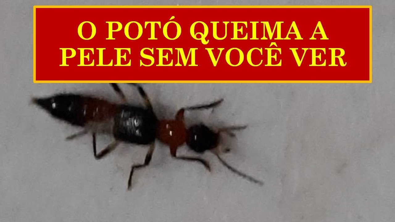 💥POTÓ, FAZ QUEIMADURAS NA PELE SEM VOCÊ VER. - YouTube