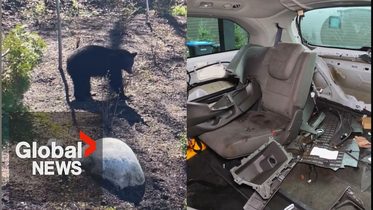 "Completely trashed": Trapped bear rips up BC woman’s unlocked minivan ...