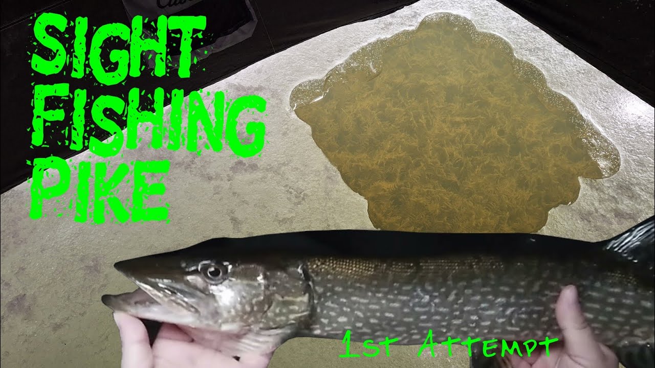Sight Fishing for PIKE /// First Attempt - YouTube