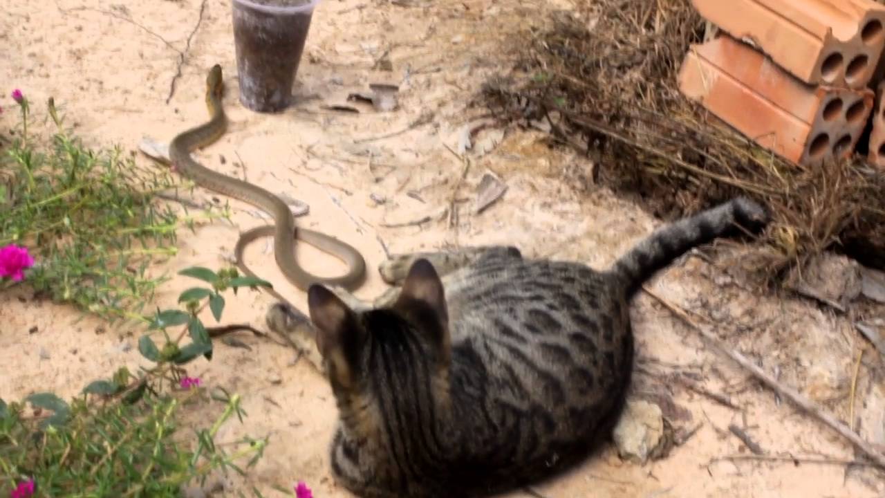 Half Bengal cat makes friends with wild snake in Cambodia - YouTube