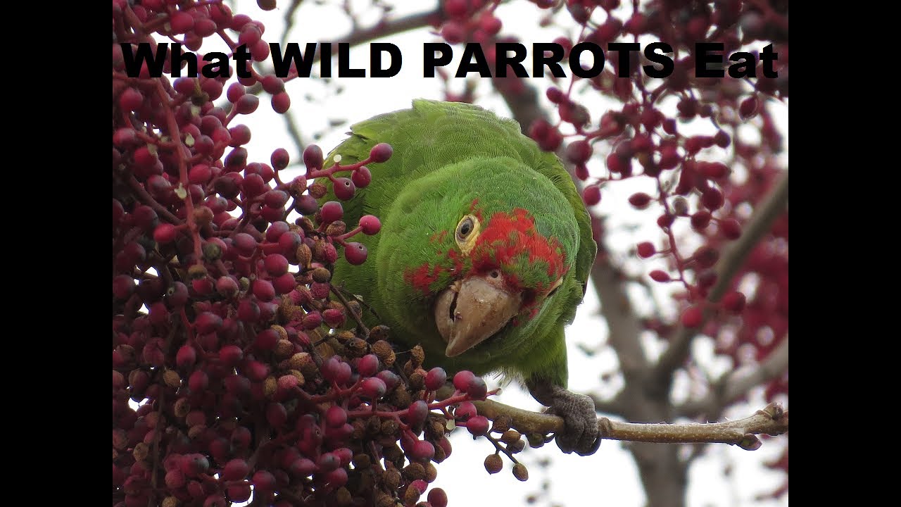 PARROT DIET ~ What California Wild Parrots Eat ~ Pasadena Wild Parrots ...