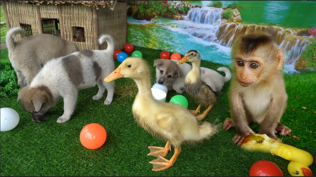 Baby monkey Bon Bon Every Day - Animals Home Bibi Monkey - Smart Funny ...