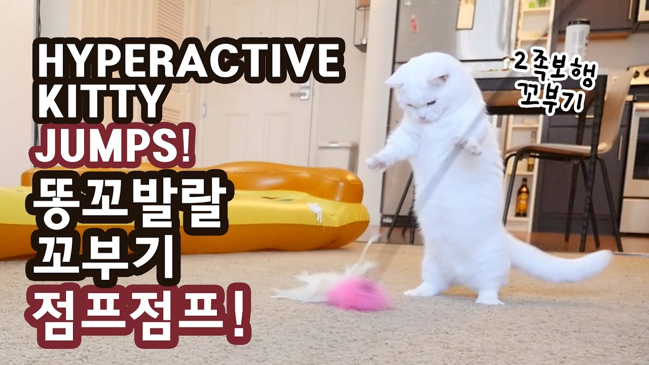 똥꼬발랄 고양이 꼬부기 점프점프! HYPERACTIVE CAT JUMPS! - YouTube