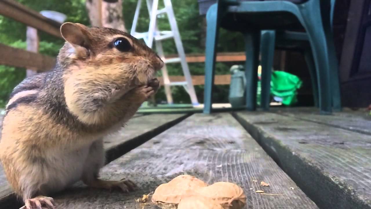 Slow motion Chipmunk - YouTube