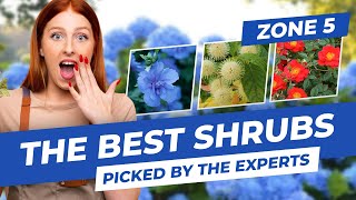 🌺 The Best Shrubs For Zone 5 Picked By The Experts 🌿