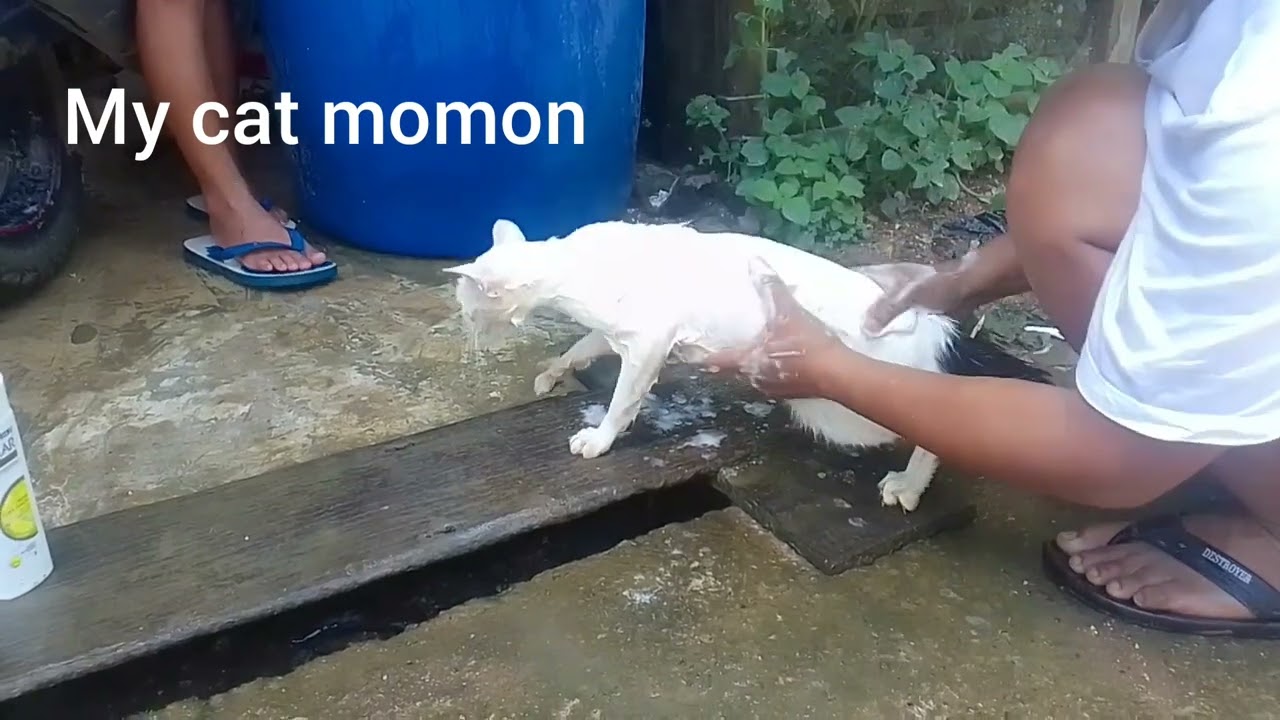 Momon cat screams while being bathed - YouTube