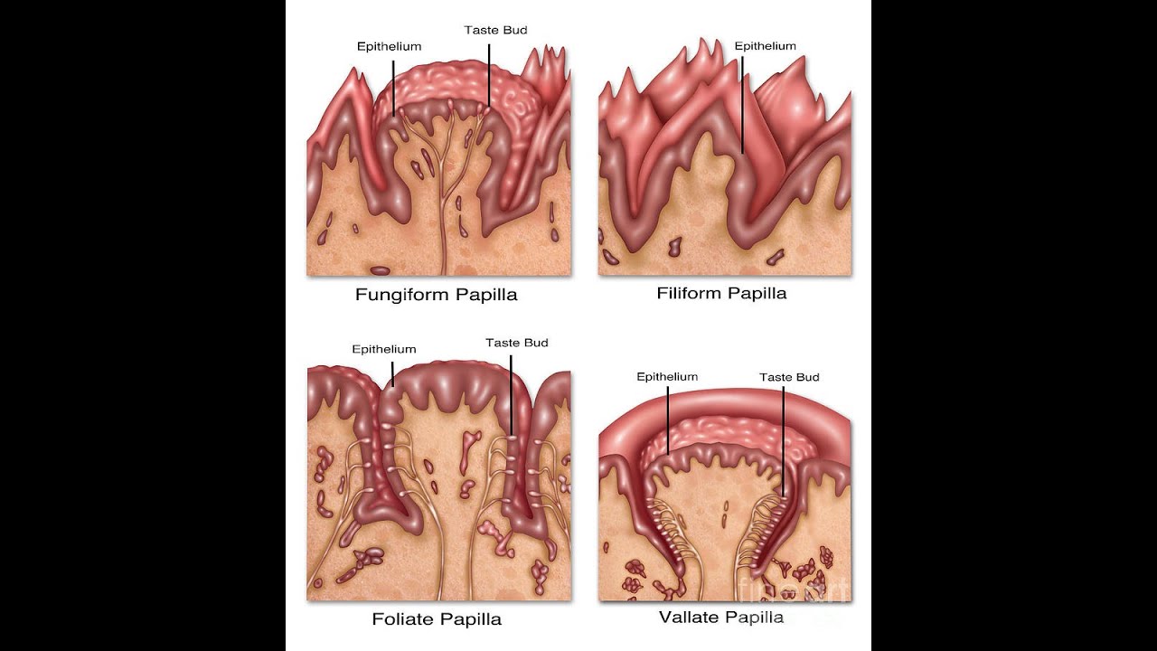discuss the lingual papillae; CircumVallate papillae, Fungiform ...