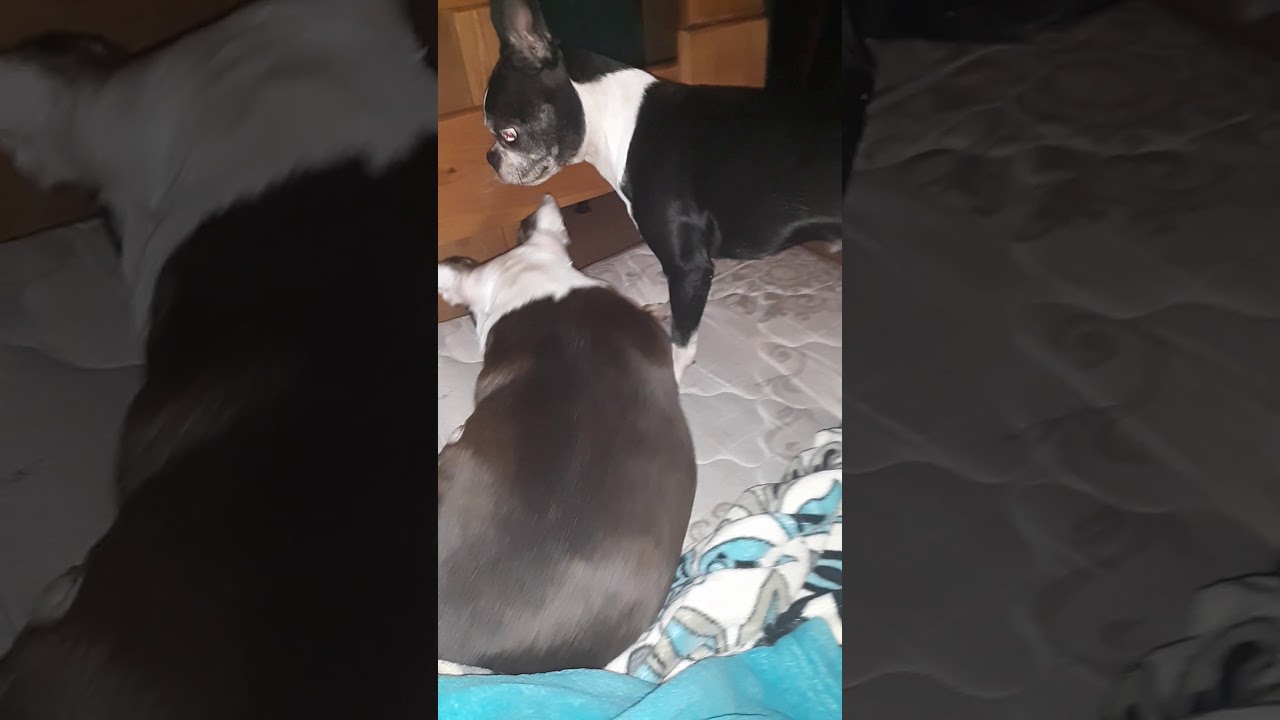 Chilling with meh dogs - YouTube