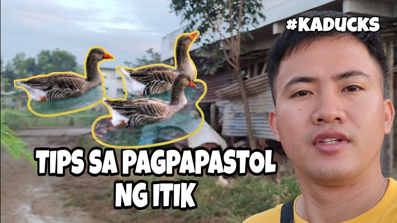 EP85 - TIPS SA PAGPAPASTOL NG ITIK #kaducks - YouTube