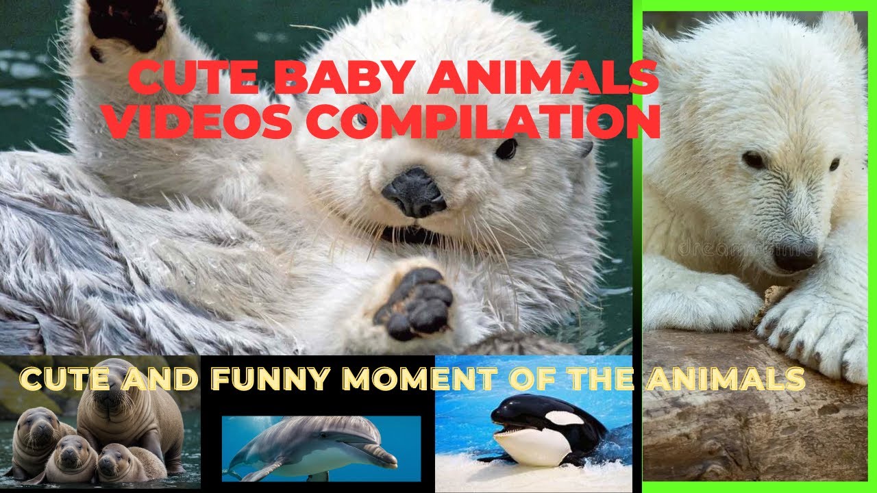 Cute Baby Animals Videos Compilation | Funny and Cute Moment of the ...