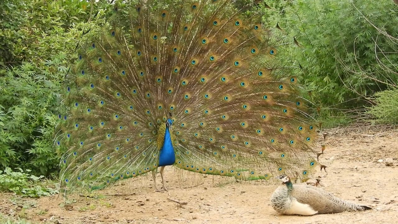 Indian Blue And Black Shoulder Peacocks Videos Compilation Youtube