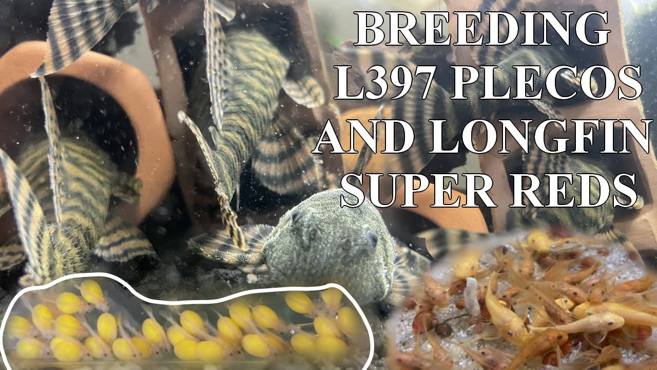 Breeding L397 and Longfin Super Red Plecos | Fish Room Updates #11 ...