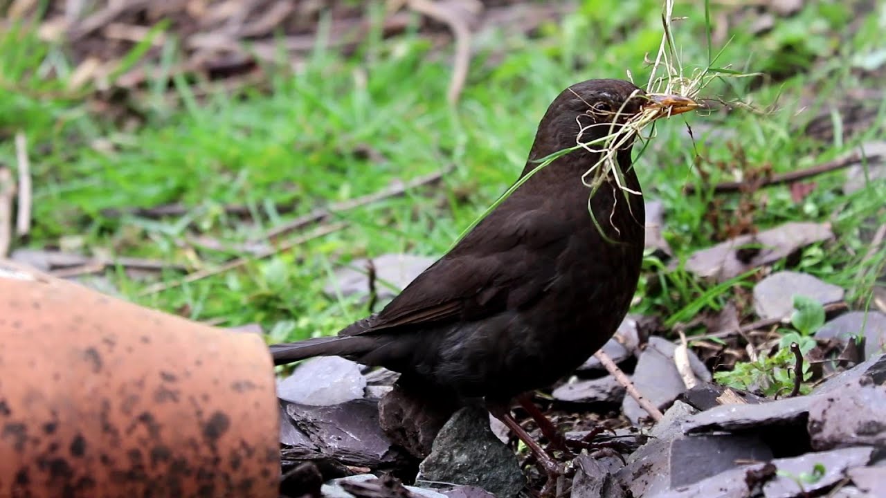 British Garden Birds, Back Garden Bird watching, Blackbird is weeding ...