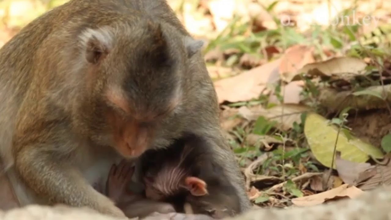 Oh it the real life of monkey|always make a love of the monkey - YouTube