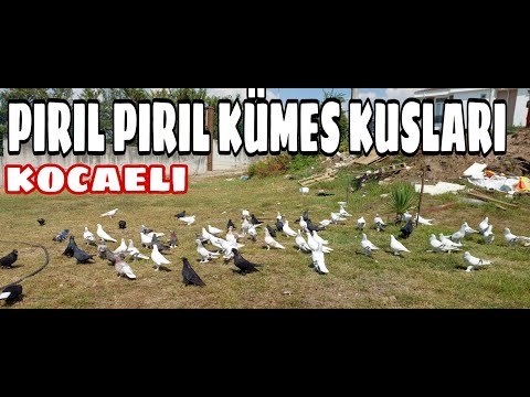 Pırıl Pırıl Kümes Kuşları.