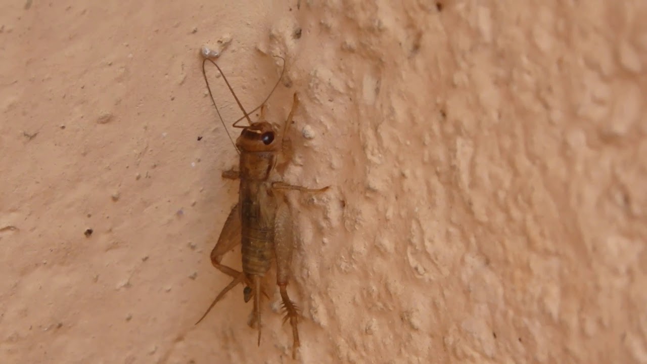 பாச்சான் பூச்சி(Night-Time Noisemakers: Singing Insects) - YouTube