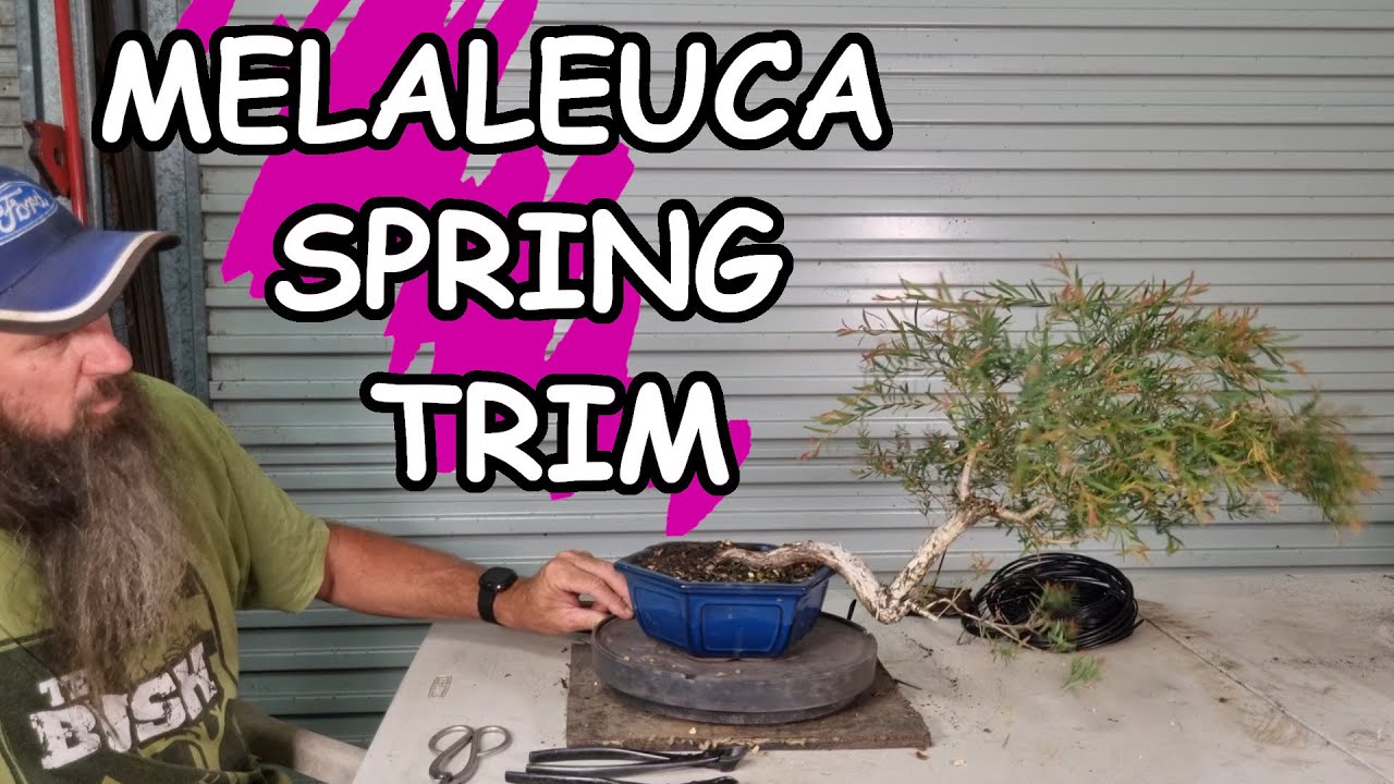 Weird Little Tree gets a Spring Haircut. - YouTube