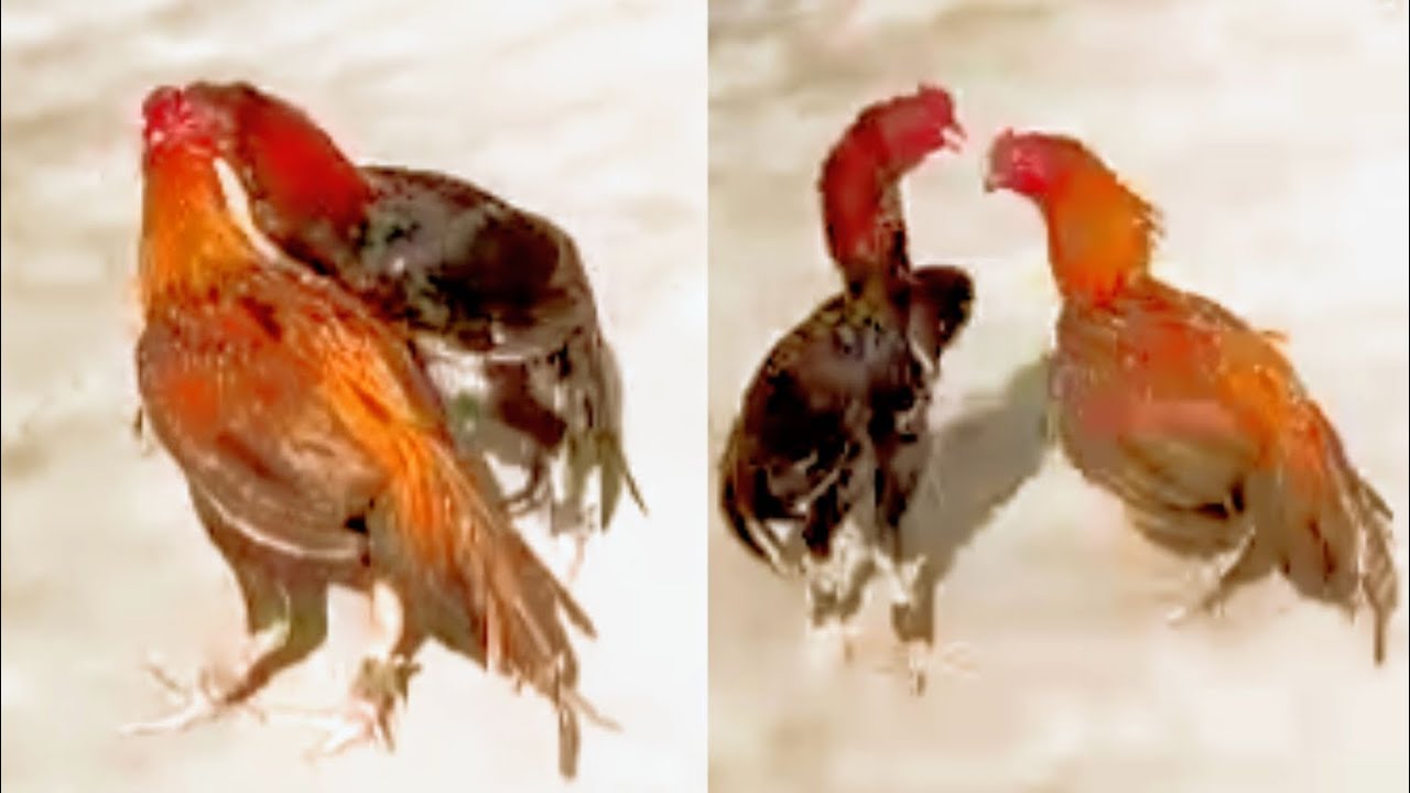 Punjab Aseel Fighter Murga My farm update Aseel Murga || Punjab Aseel ...