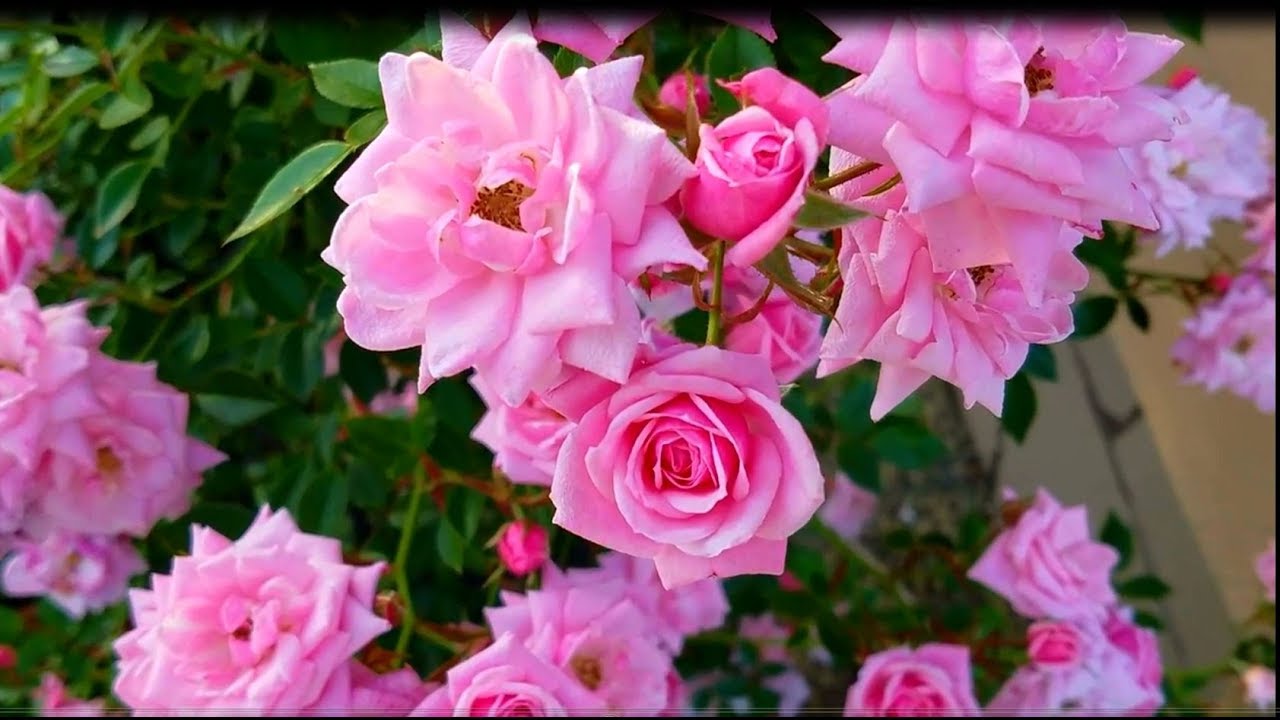 Miniature Climbing Rose 'Jeanne Lajoie' - YouTube