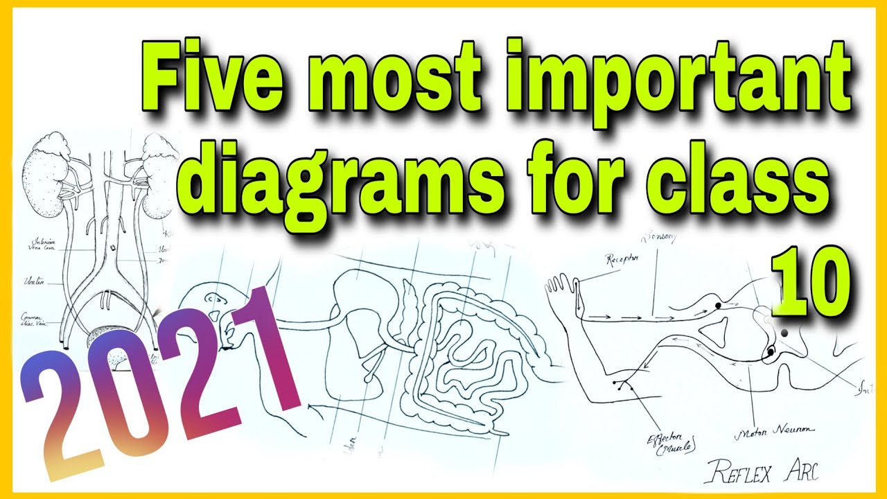 Five Most Important Science Diagrams Of Class 10 Final Exam For 2021 ...