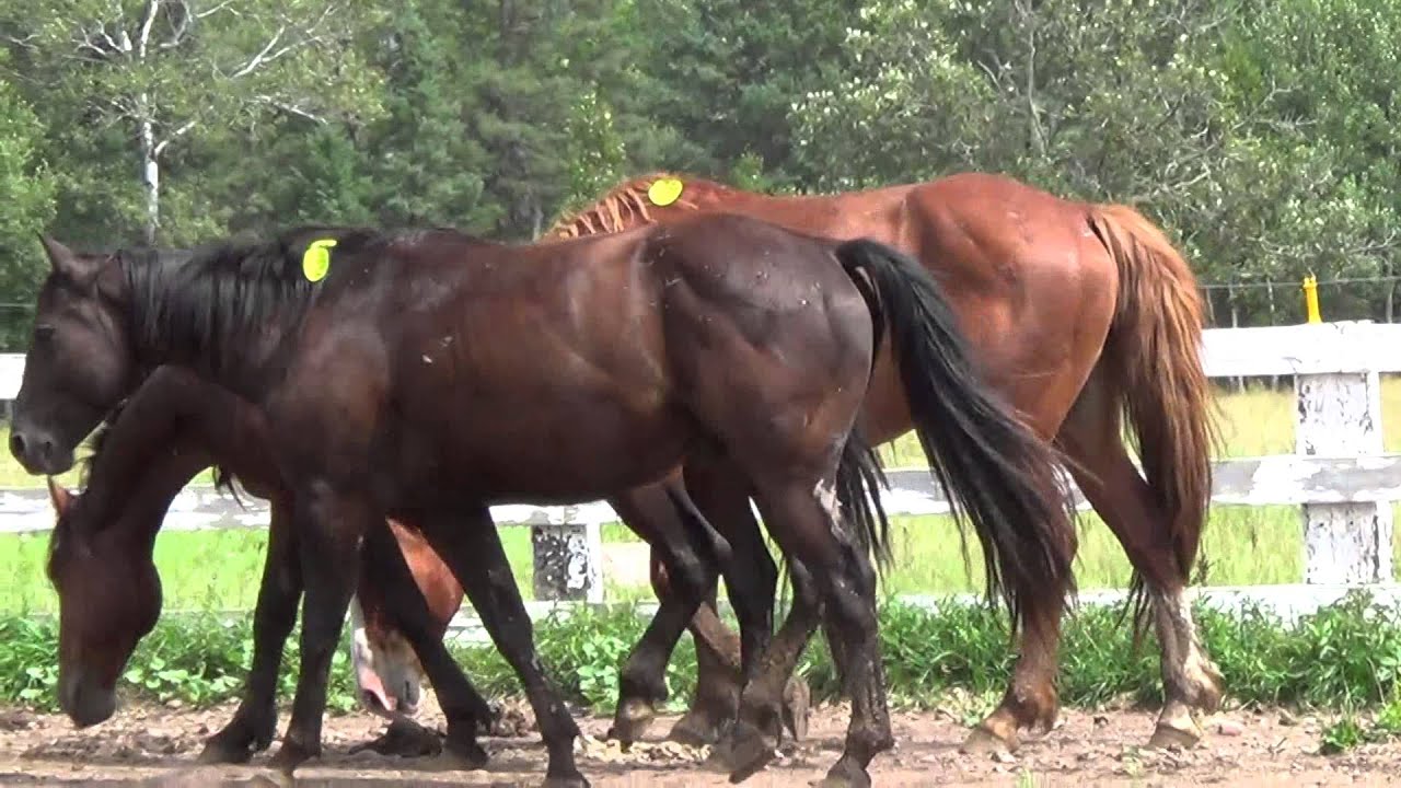 Slaughter bound horses 2 - YouTube