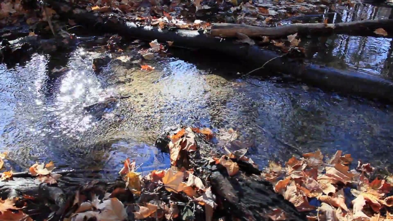 The Maple Nature Reserve in Vaughan, Ontario - YouTube