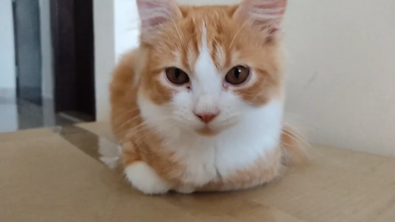 My Baby Cat Loaf Sleeps On A Box! ADORABLE CAT!! - YouTube