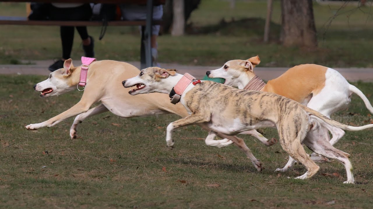 Three Whippets Full Speed Through The Park In Slow Motion - YouTube