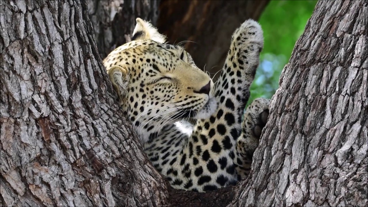 BLUE EYES Leopard cleaning! - YouTube