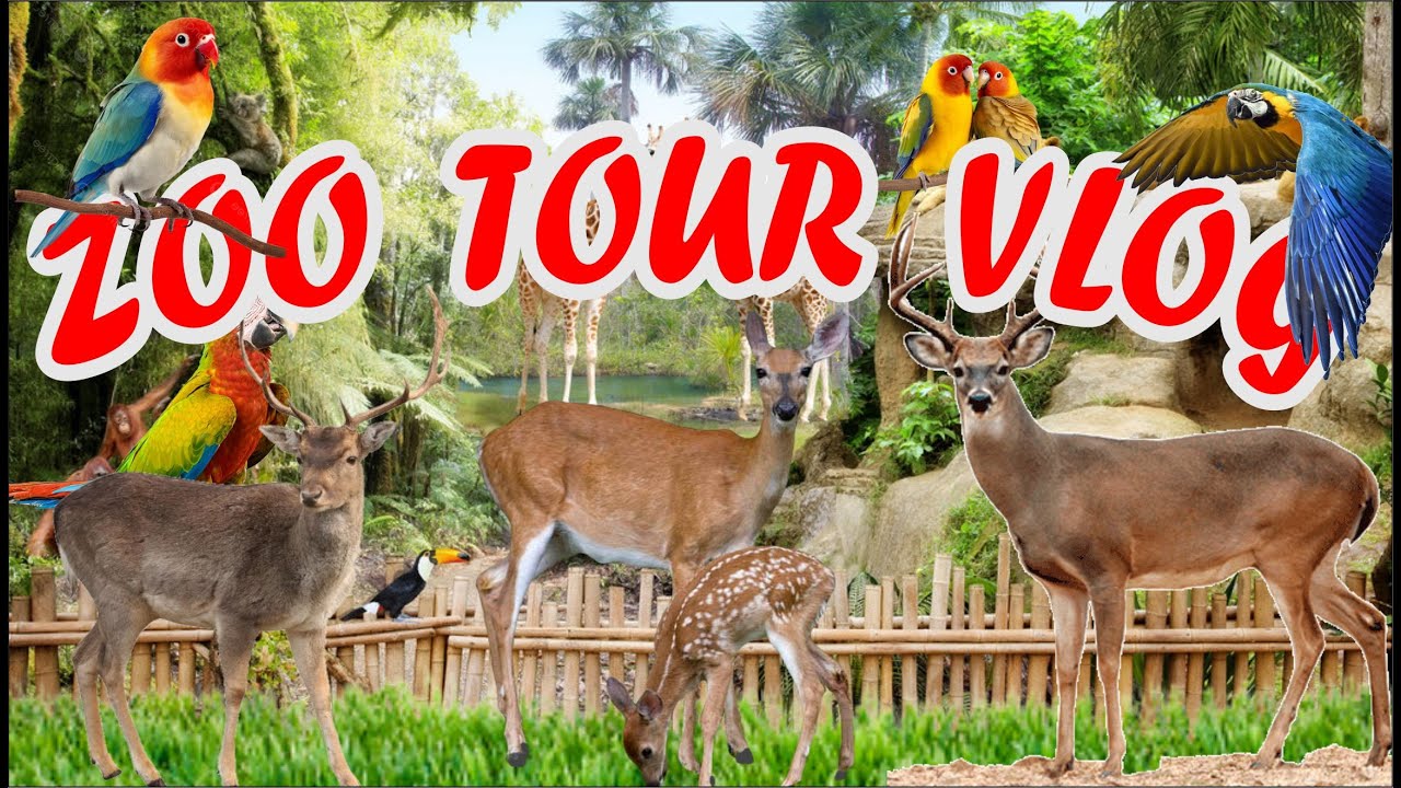 Mandi Sadiq gunj Zoo Complete Tour Vlog | Zoo Tour vlog 2024 | New Zoo ...