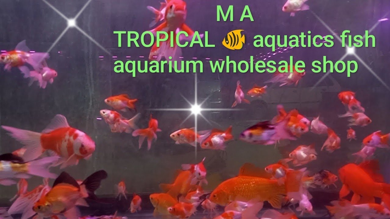 MA Tropical aquatic fish aquarium wholesale shop in Lalukhet Karachi 🐟 ...