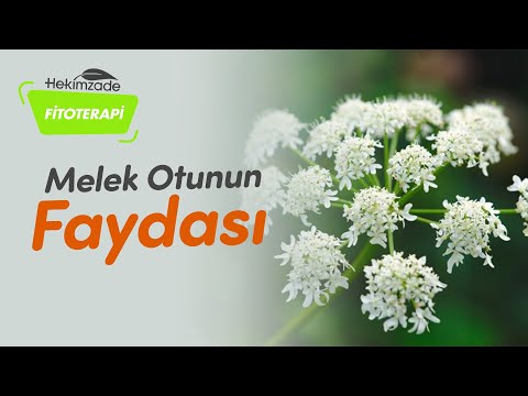 Melek Otunun Faydaları | Anne Sütünü Artırır