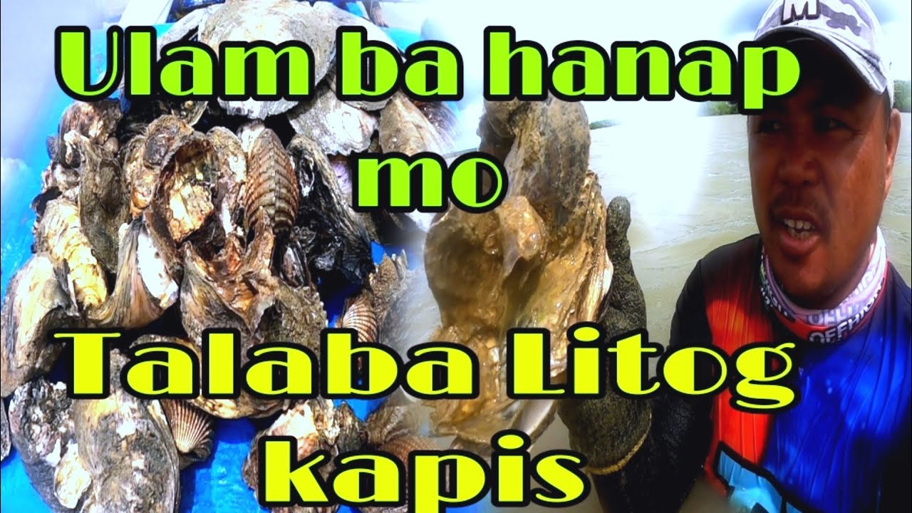 HUNTING SEASHELLS : Talaba, Litog, At Kapis Vlog # 244 Part 1 ...