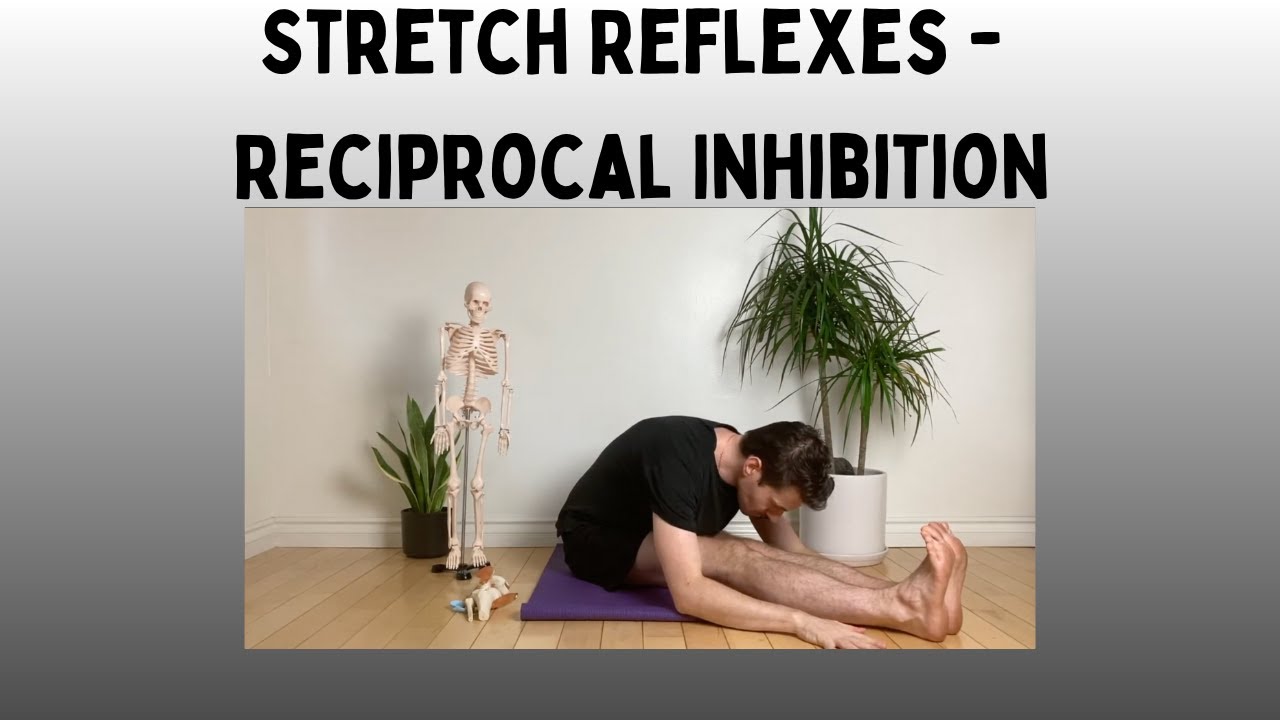 Stretch Reflexes - Reciprocal Inhibition - YouTube