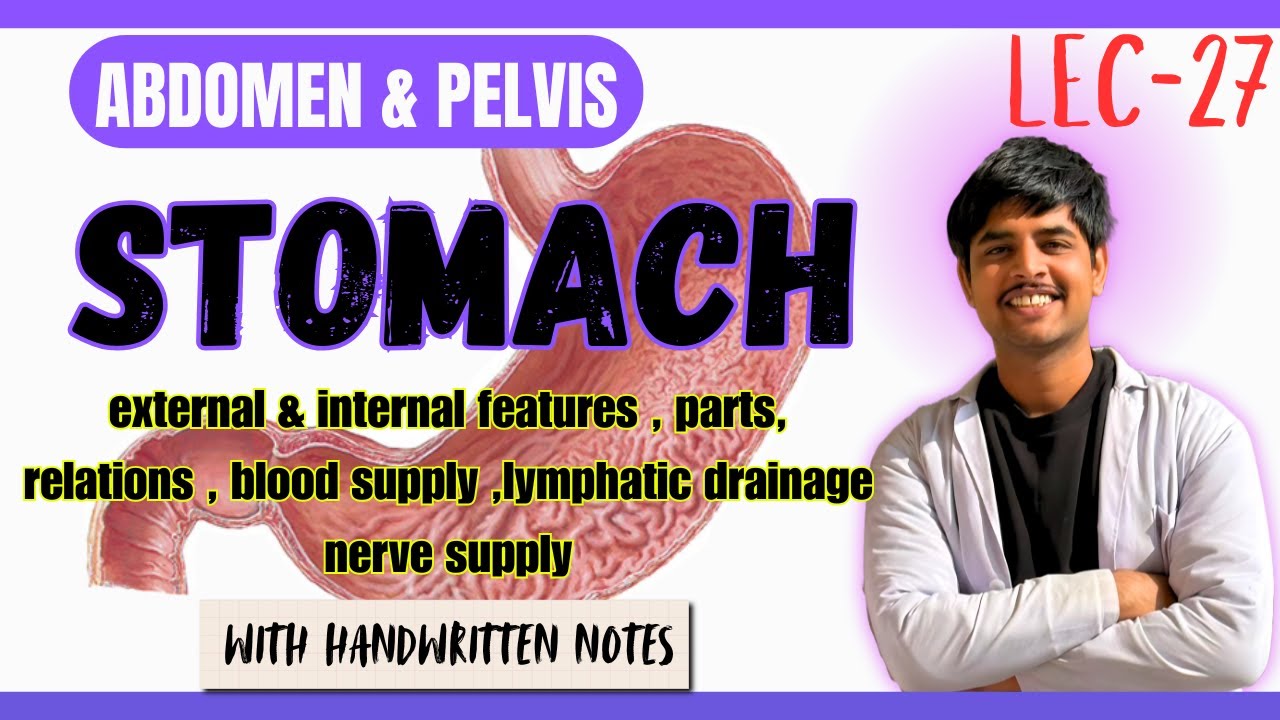 Stomach Anatomy (Complete) | Parts, Stomach Bed, Features, Blood, Nerve ...