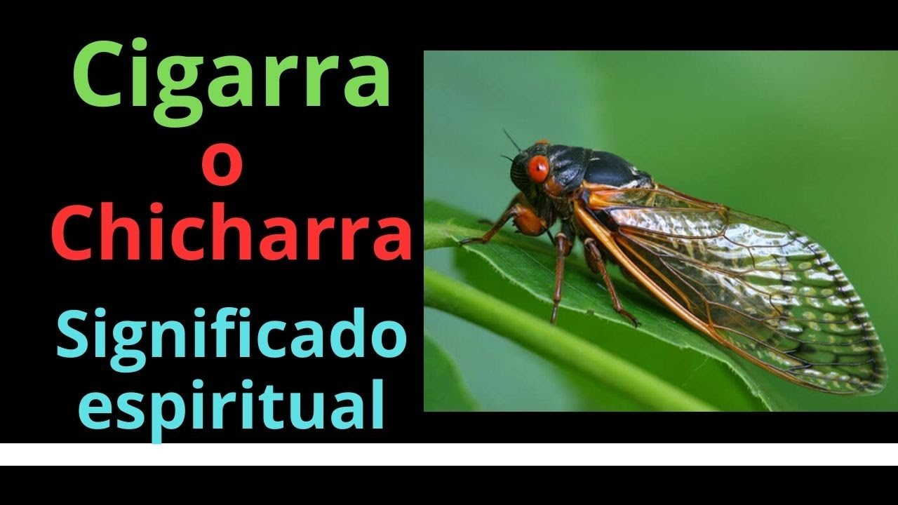 Una cigarra entró en mi casa, significado espiritual de las chicharras ...