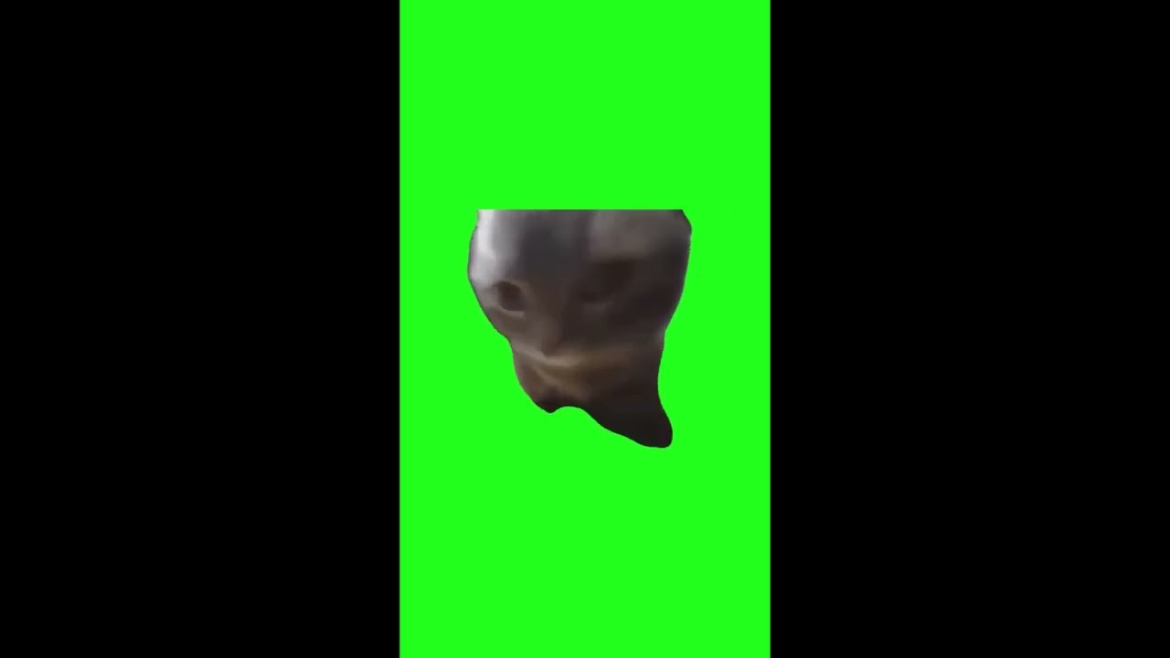 chipi chipi chapa chapa + cat meme - YouTube
