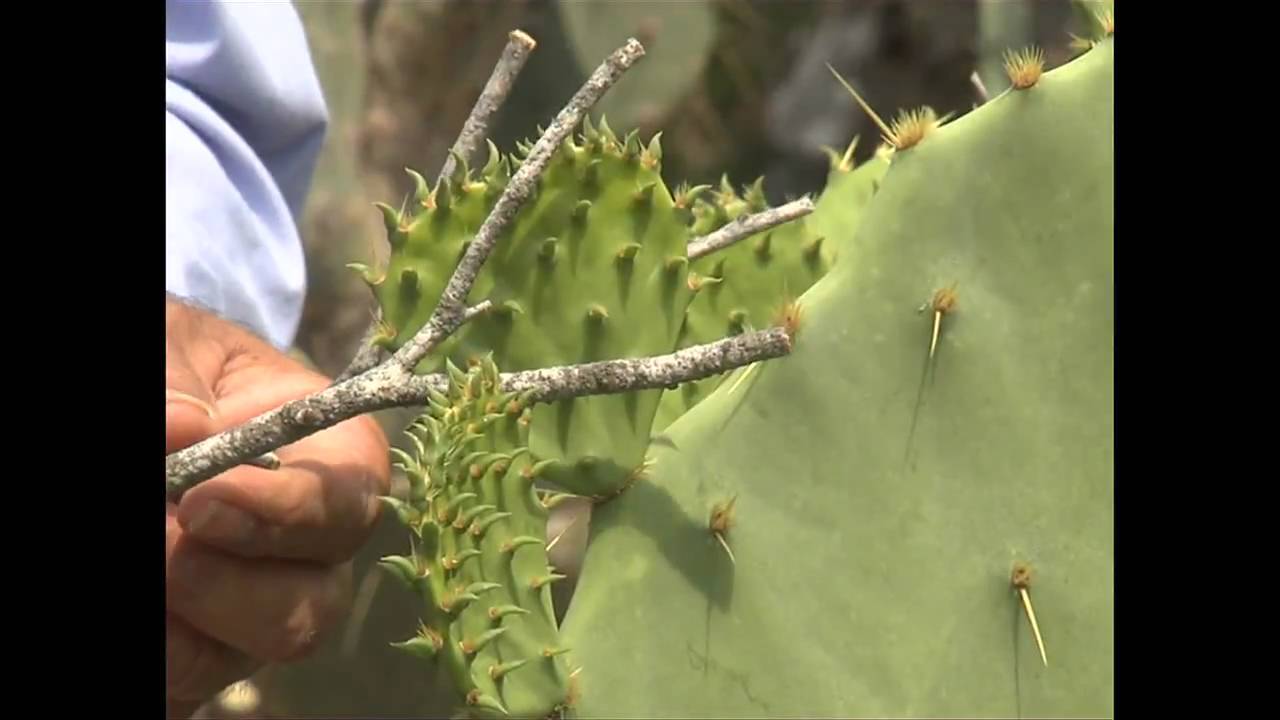Nopalitos and Prickly Pear Cactus Traditional Food and Harvesting - YouTube