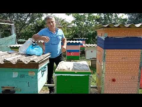 Qarışqa turşusu ilə varroa gənələrinə son.