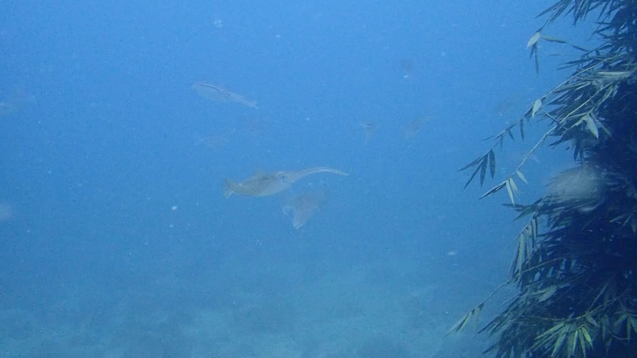 07142020 Encountering group of squid - VII - YouTube