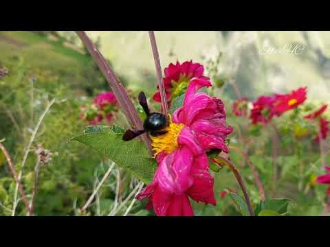 Apu Kinsach'ata #Hacca 2023 y sus encantos #Omacha #Paruro - YouTube