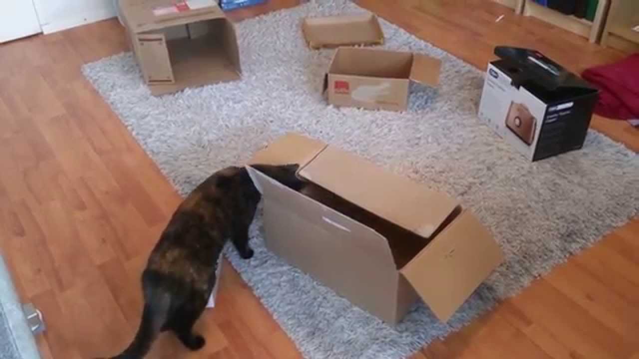 Cats' first Nose Work training session - YouTube