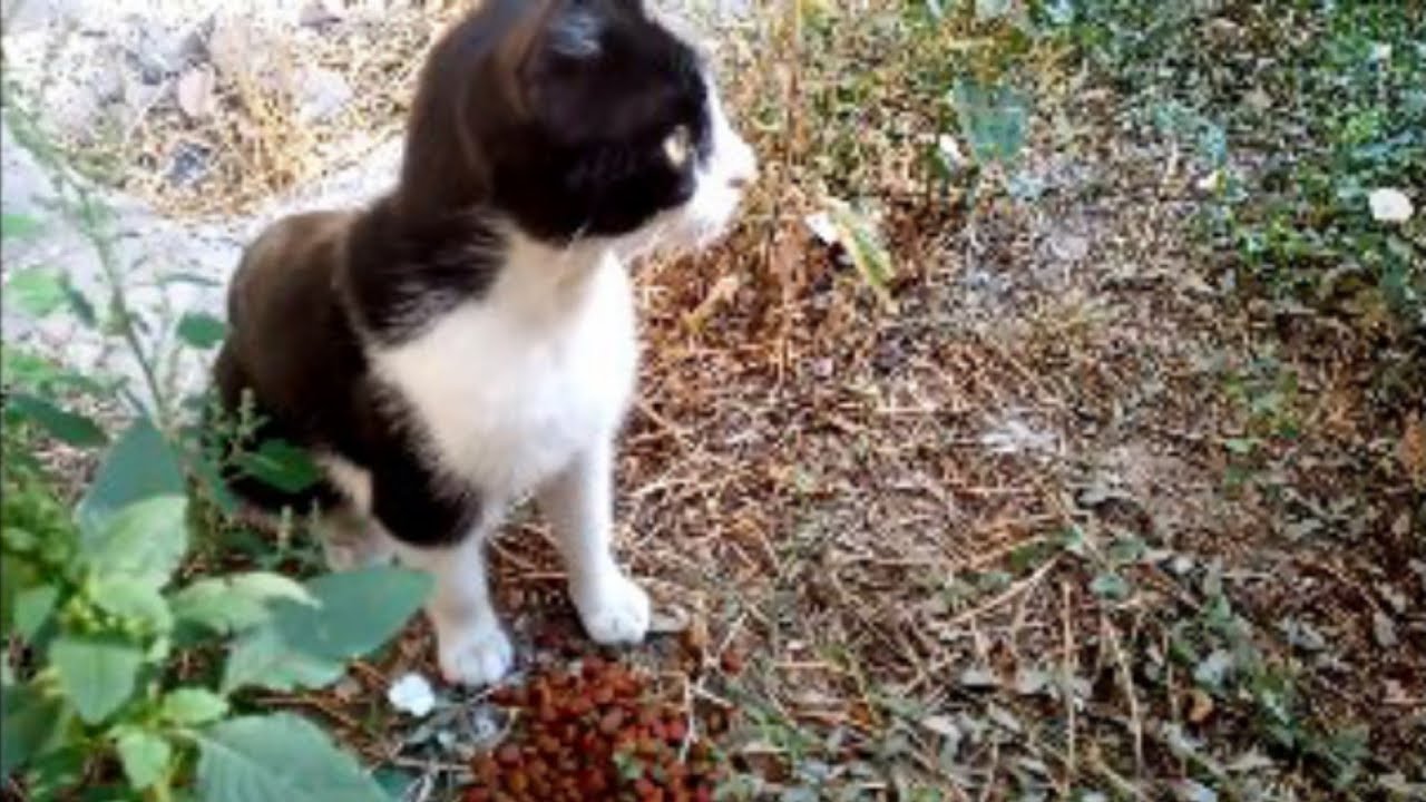 REGARDER CAT NUTRITION EST TELLEMENT RELAXANT :) - VİDEO DE CHAT ...