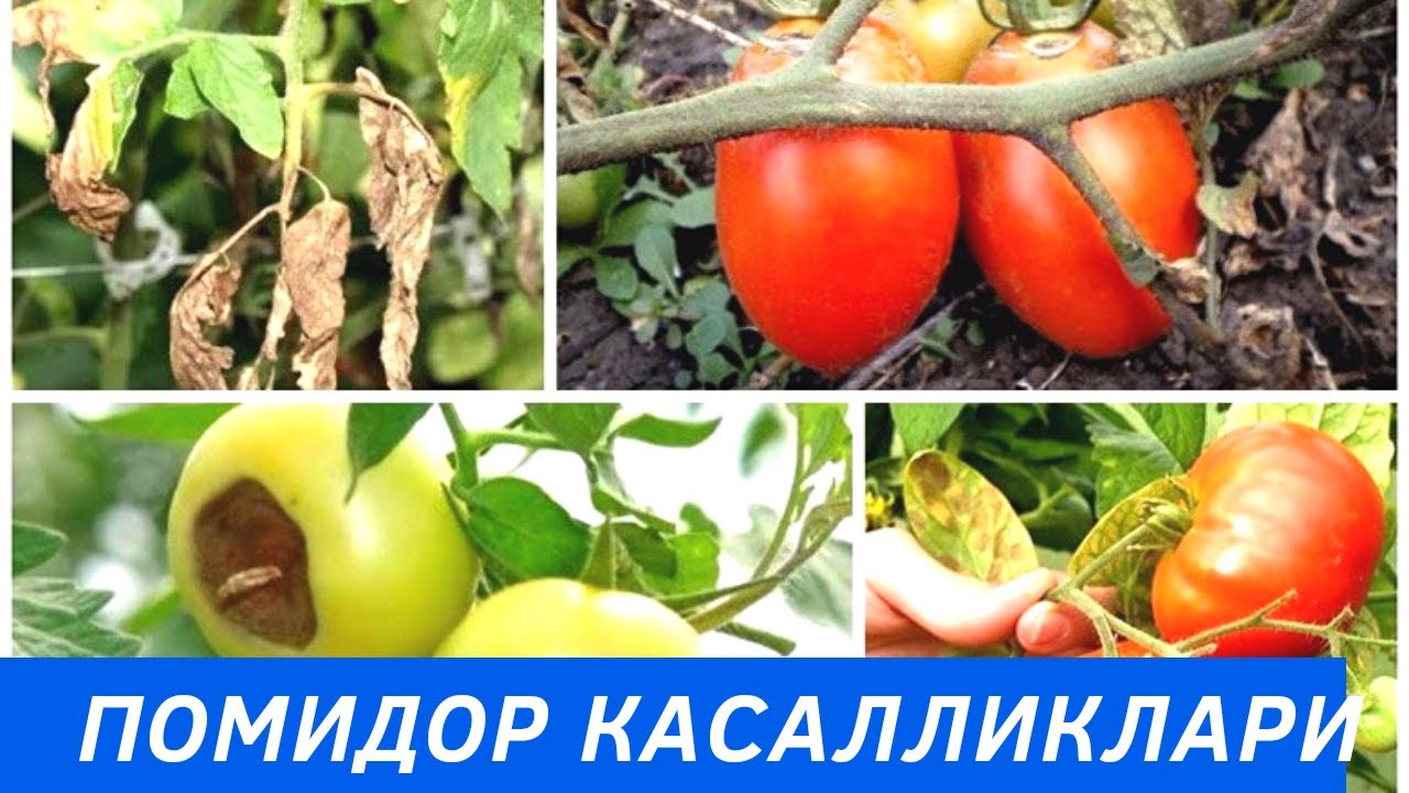 Томат Боец Описание И Фото Характеристики – Telegraph